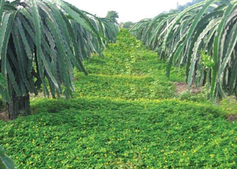 Cách trồng rau sạch bằng canh tác che phủ mặt đất